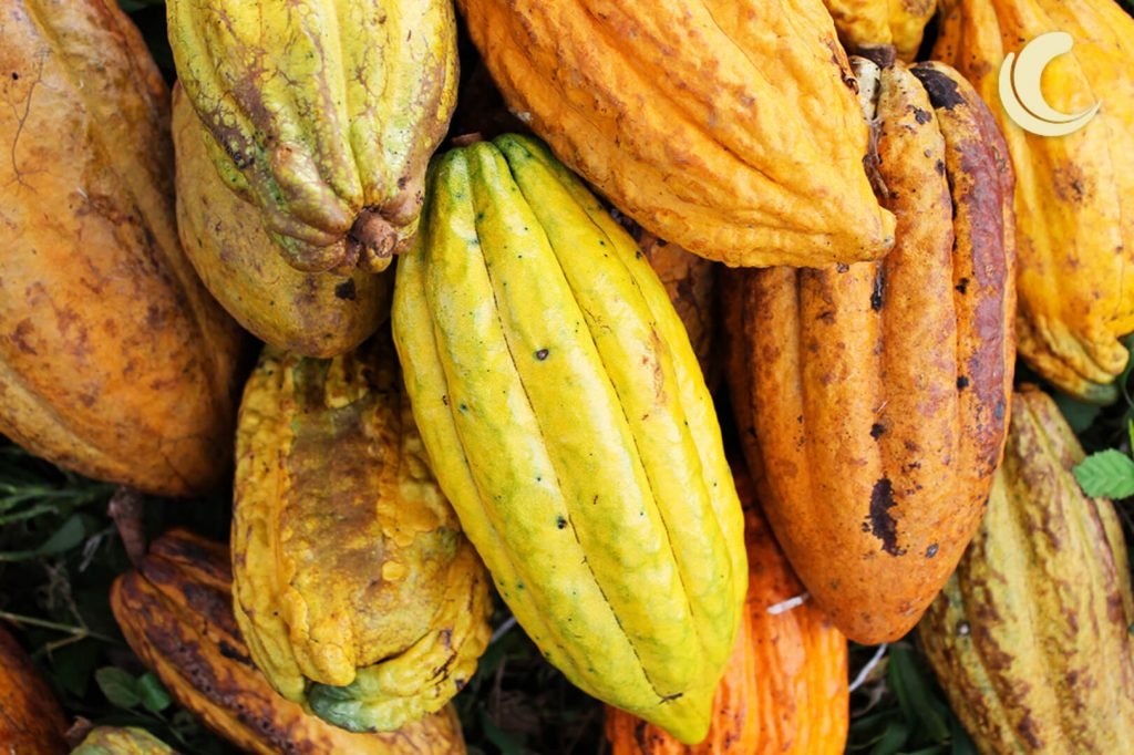 Sagu, el emprendimiento que lleva el cacao colombiano al exterior -Vínculos