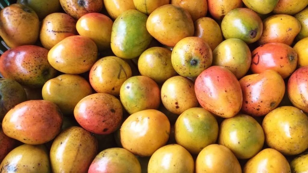 Colombia exporta por primera vez mango dulce a U.S.A - Vínculos ...